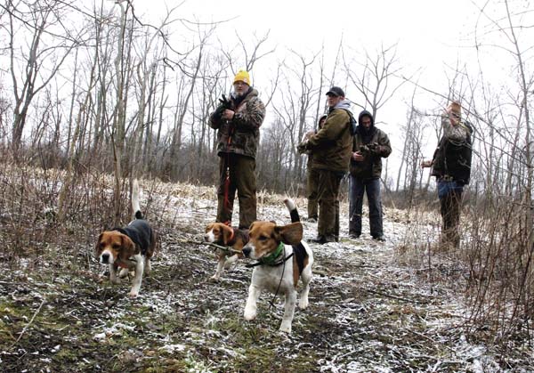Beagle Club competition benefits St. Jude | News, Sports, Jobs - The ...
